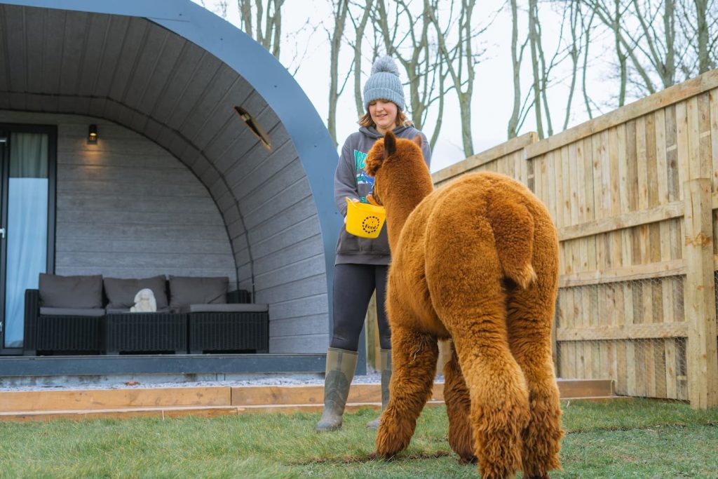 Alpaca Pod | Unique Getaway | Lancaster | Lancashire | Sand Villa Stays